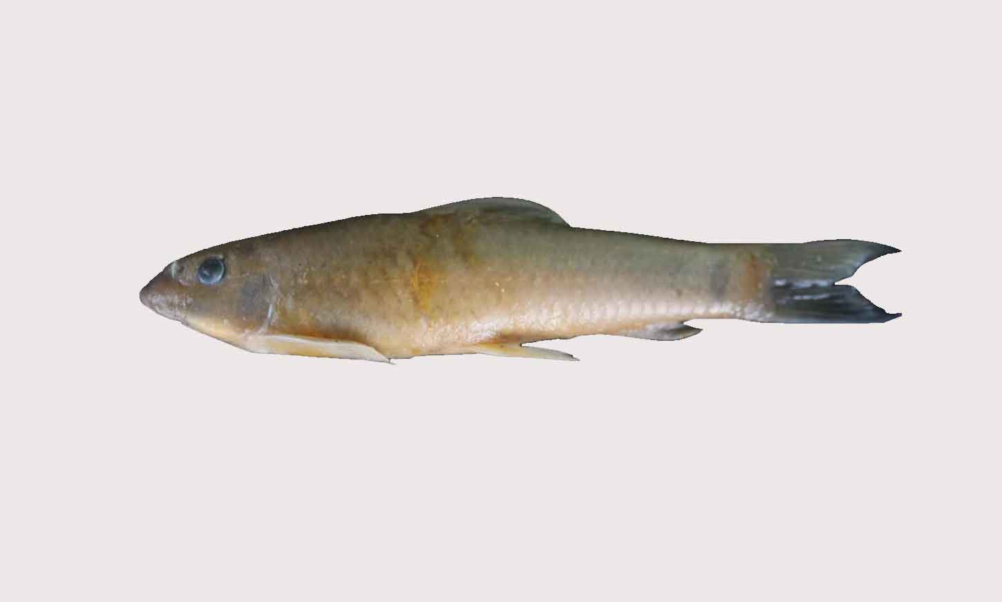 मोरङको लोहन्द्रा खोलामा भेटियो अर्को नयाँ प्रजातिकाे माछा